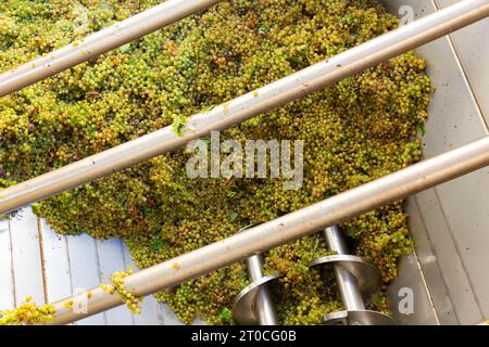White grape in crusher destemmer, winemaking process Stock Photo - Alamy