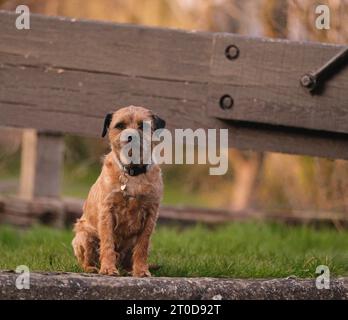 working Bedlington Terrier Stock Photo - Alamy
