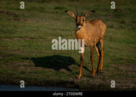Roan antelope stands casting shadow on grass Stock Photo - Alamy