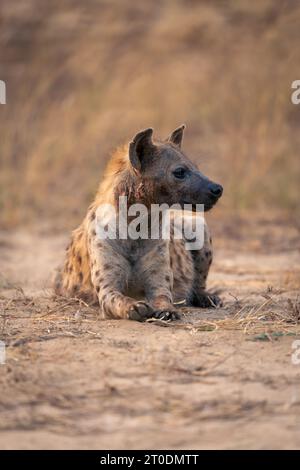 Spotted hyena lies on sand facing camera Stock Photo - Alamy