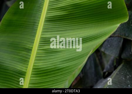 Dwarf Cavendish bananas from the Canary Islands banana leaves banana ...