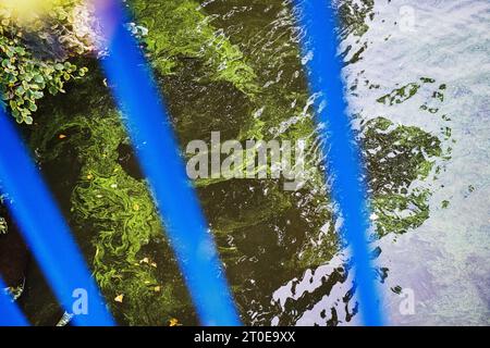 Cyanobacteria cover the surface of the Svratka River in Brno, Czech ...