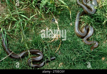 aquatic ringed snake, natrix natrix Stock Photo - Alamy