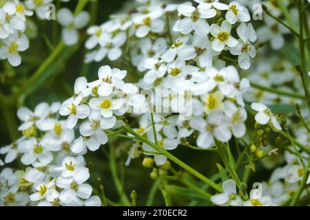 Russian sea kale (Crambe tatarica) blooms on coast of Sea of Azov ...