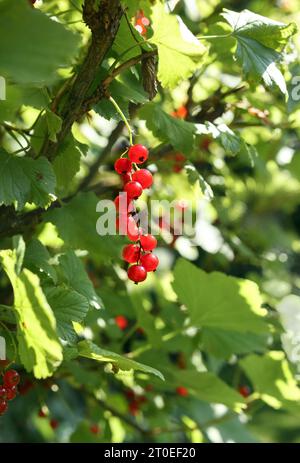 A red ripe currant at the sunny day. Berries on the bush in the summer ...