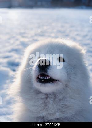 A high angle shot of a cute fluffy cat sitting on the ground Stock ...