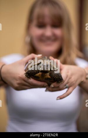 turtle, four toed turtle, young woman behind, Germany Stock Photo - Alamy