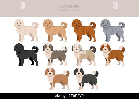 Havapoo clipart. Havanese Poodle mix. Different coat colors set. Vector ...