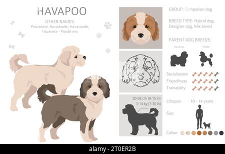 Havapoo clipart. Havanese Poodle mix. Different coat colors set. Vector ...