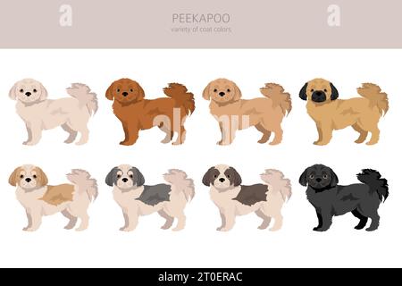Peekapoo clipart. Pekingese Poodle mix. Different coat colors set ...