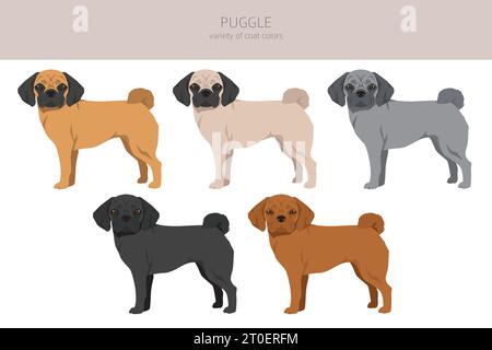 Puggle clipart. Pug beagle mix. Different coat colors set. Vector ...