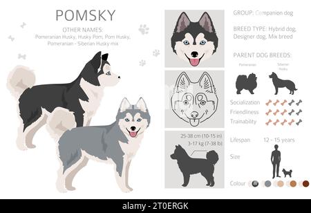 Pomsky clipart. Pomeranian Husky mix. Different coat colors set. Vector ...