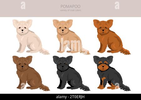Pomapoo clipart. Pomeranian Poodle mix. Different coat colors set ...