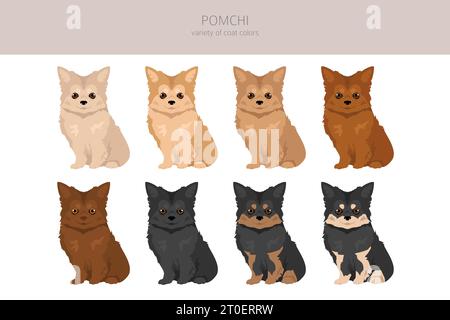 Pomchi clipart. Pomeranian Chihuahua mix. Different coat colors set ...