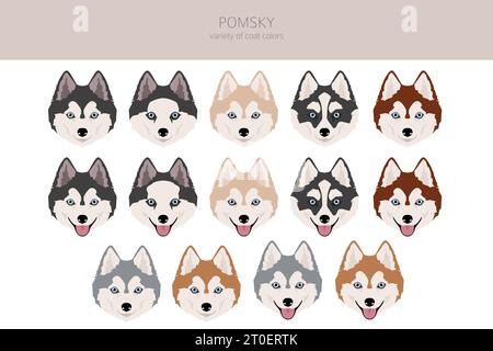 Pomsky clipart. Pomeranian Husky mix. Different coat colors set. Vector ...