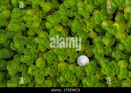 a small snail shell hides between the rosettes of the carpet fat leaf ...