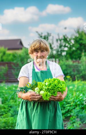 Young woman farmer harvesting zucchini on farm field Stock Photo - Alamy