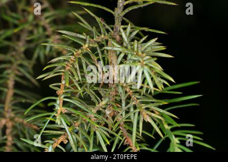 Humulin Brown Lacewing (Hemerobius humulinus Stock Photo - Alamy
