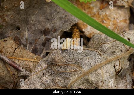 Aphelia viburnana Family Tortricidae Genus Aphelia Bilberry tortrix ...