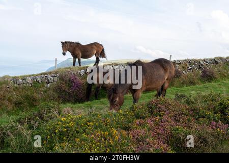 Exmoor ponies at the top of Countisbury Hill in Exmoor National Park ...