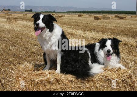 2 Border Collies laying on a hay bale in a harvested hay field Stock ...