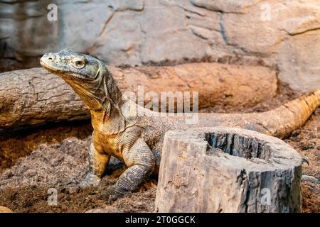 The closeup image of Komodo dragon. it is also known as the Komodo ...