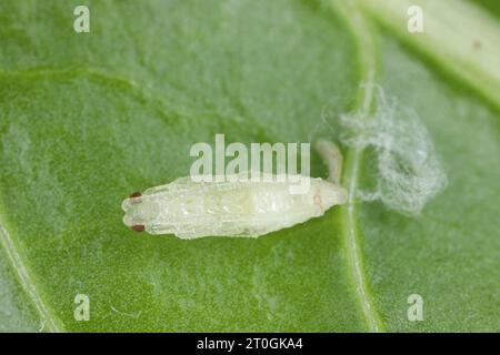 Ichneumonid Wasp pupa on a green leaf Stock Photo - Alamy