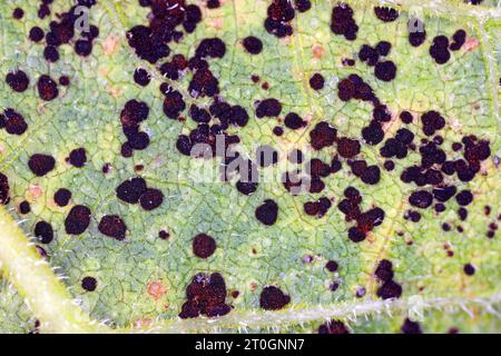 Rust of sunflower. A fungal disease of sunflowers caused by Puccinia ...