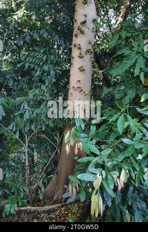 Ficus superba, also known as Sea fig, Strangler fig or Deciduous fig ...