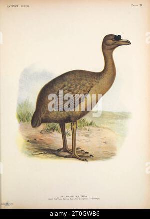 Rodrigues solitaire, illustration Stock Photo - Alamy