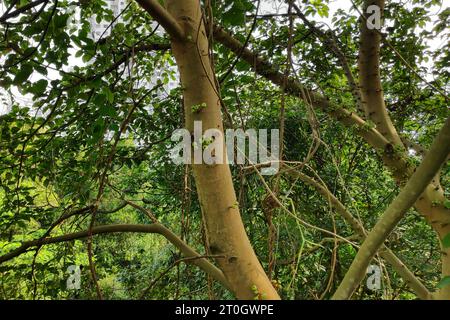 Ficus superba, also known as Sea fig, Strangler fig or Deciduous fig ...