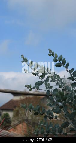 Bright ethereal spring leaves background with a misty sun flare giving ...