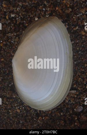 Tellina (Peronaea) planata Stock Photo - Alamy