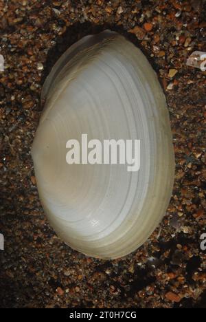 Tellina (Peronaea) planata Stock Photo - Alamy
