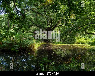An old oak tree by the pond Stock Photo - Alamy
