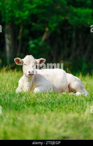 Charolais cattle grazing. Majestic French Charolais cows gracefully ...