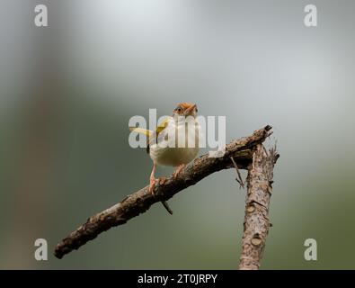 A beautiful babbler (jangle babbler) bird sit on a branch in a hot day ...