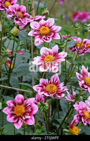 Pink and purple collarette Dahlia 'Liquid Desire' in flower Stock Photo ...