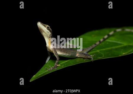 Anolis limifrons, known commonly as the slender anole or the border ...