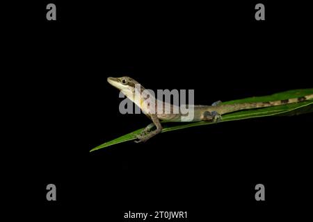 Anolis limifrons, known commonly as the slender anole or the border ...