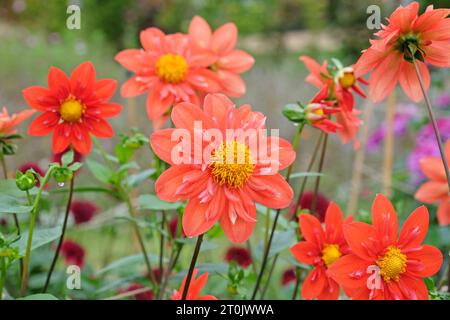 Bright orange collarette Dahlia 'Crellow Raven's Blood Orange' in ...