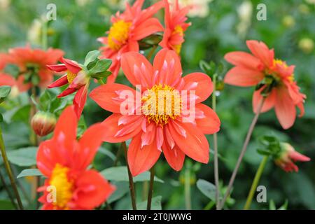 Bright orange collarette Dahlia 'Crellow Raven's Blood Orange' in ...