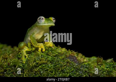 Powdered glass frog or Chiriqui glass frog (Teratohyla pulverata) is a ...
