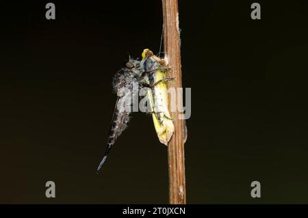 Little Yellow, Pyrisitia lisa, female Stock Photo - Alamy