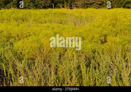 Prairie Broomweed, Amphiachyris dracunculoides, in late light Stock ...
