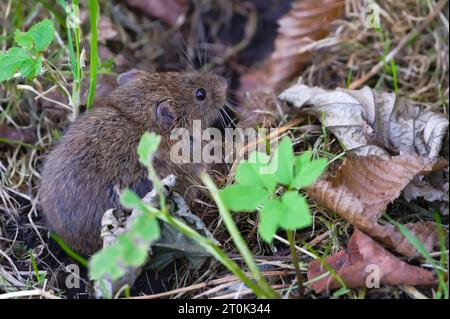 Microtus arvalis aka common vole is eating grass in front of his burrow ...