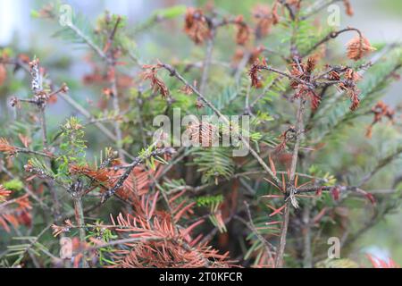 Young fir trees damaged by Dreyfusia piceae balsam woolly aphids Stock ...