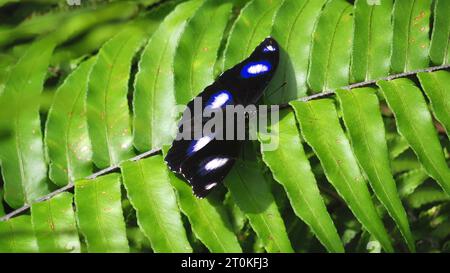 A hypolimnas bolina butterfly (aka great eggfly or blue moon butterfly ...