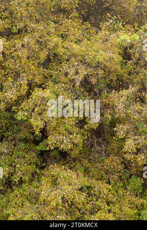 Netleaf Hackberry (Celtis reticulata) along Pinnacles Trail, Cottonwood ...