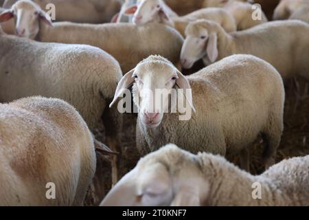 Many sheep in barn on farm. Cute animals Stock Photo - Alamy